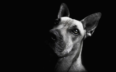 Dog Photography: Low Key Lighting Tips by Janine Nimmo