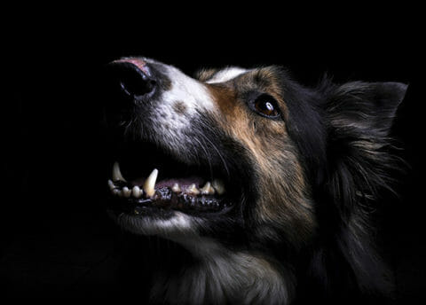 Dog Photography: Low Key Lighting Tips by Janine Nimmo
