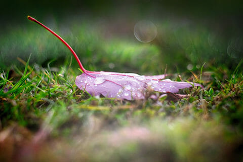 How to Use Depth of Field Preview on your DSLR Camera