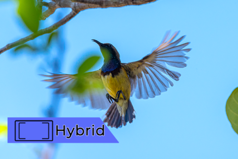 How to Focus: Getting Sharper Pictures and Focus Modes Explained!