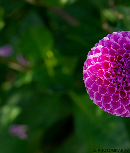 Flower Photography Tips - 10 Ideas for Pro Stylised Floral Photos