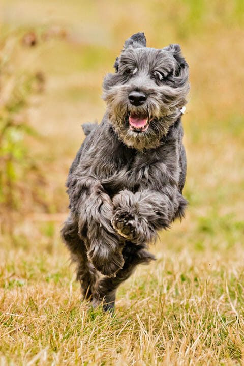 Dog photography: 14 tips and shot ideas ️ iPhotography