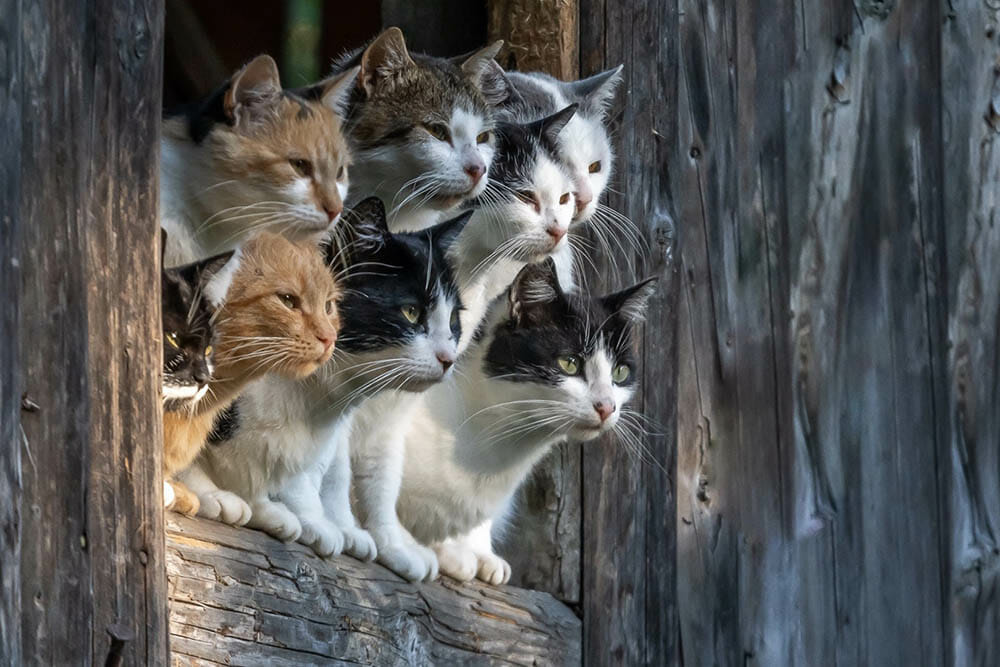 Cat Photos: 6 Tips for 'Purfect' Photographs - iPhotography