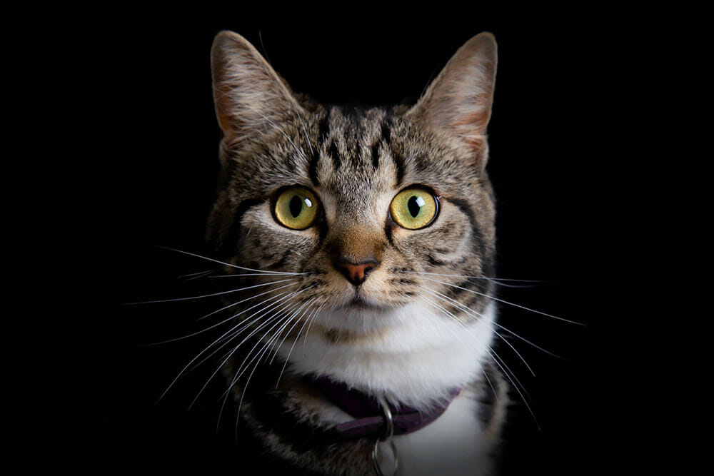 Cat Photos: 6 Tips for 'Purfect' Photographs - iPhotography