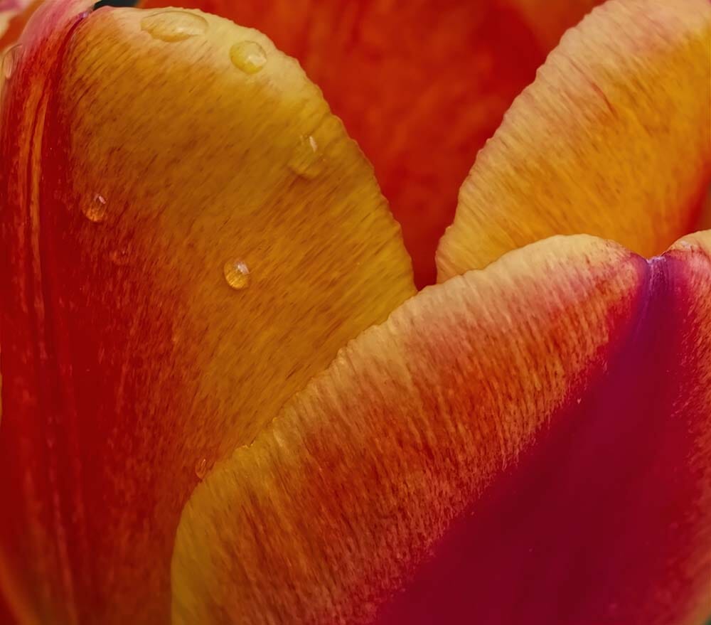 Flower Photography Tips - 10 Ideas for Pro Stylised Floral Photos