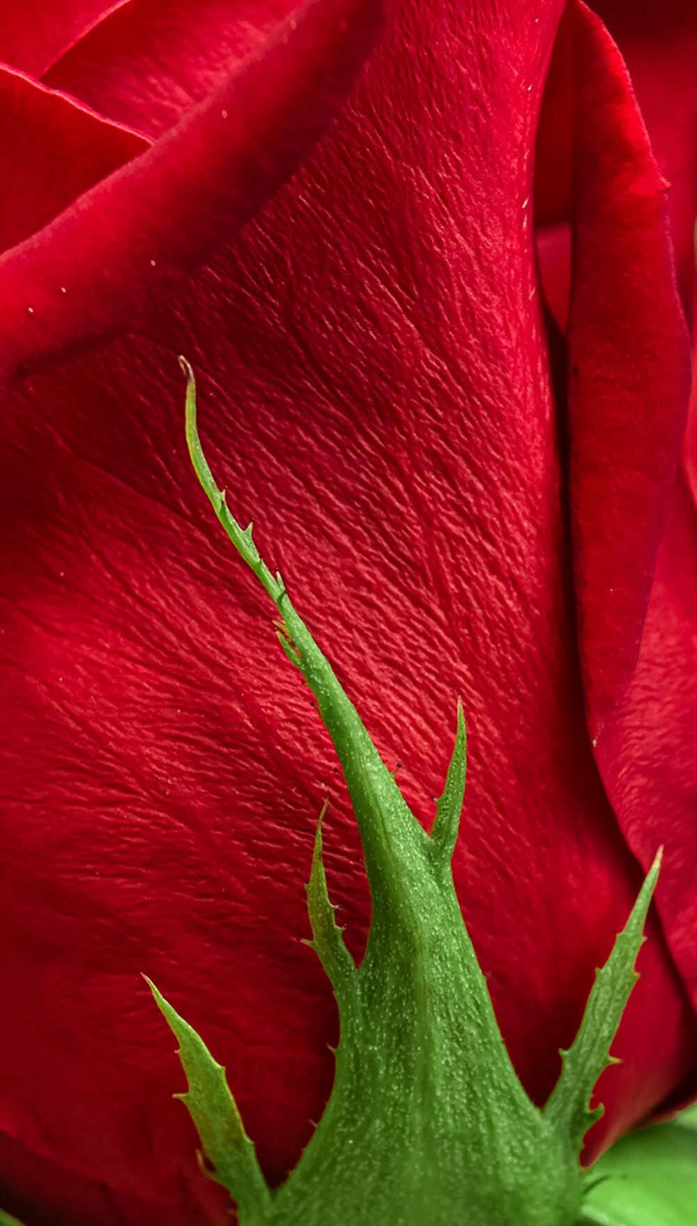 Flower Photography Tips - 10 Ideas for Pro Stylised Floral Photos