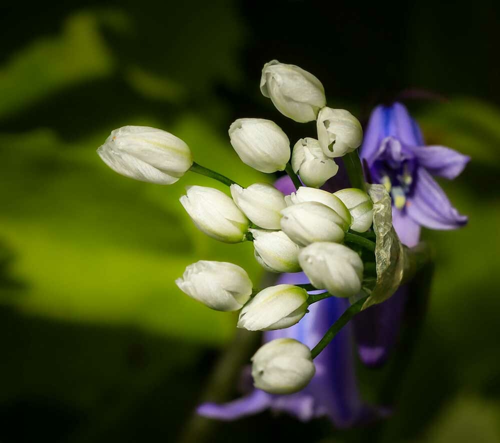Flower Photography Tips - 10 Ideas for Pro Stylised Floral Photos