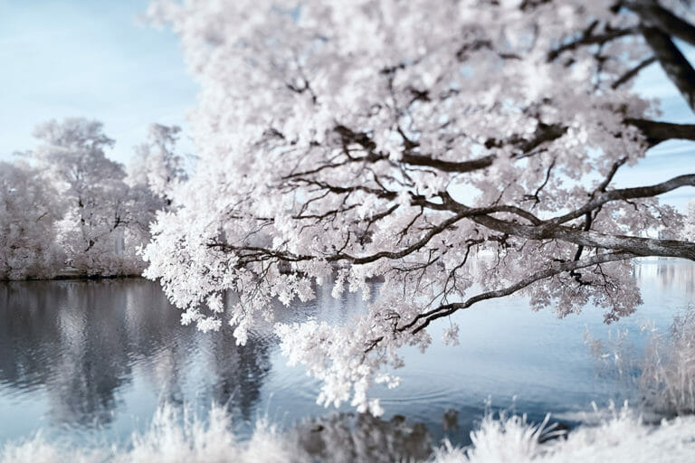 Infrared Photography: A Beginner's Tutorial