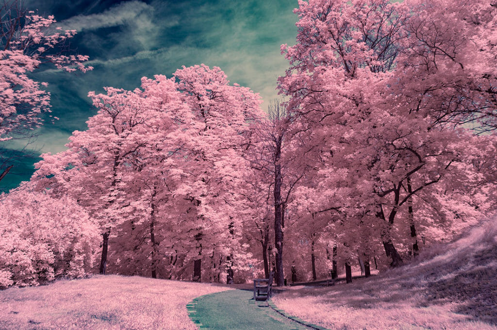 Infrared Photography Tutorial: Guide to Camera Settings & IR Filters