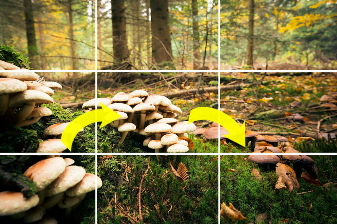 Nature Photography Tutorial: How to Take Amazing Photos of Nature