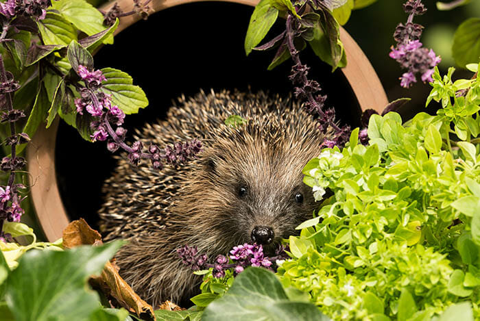 Garden Photography: Beautiful Shots in Your Own Backyard