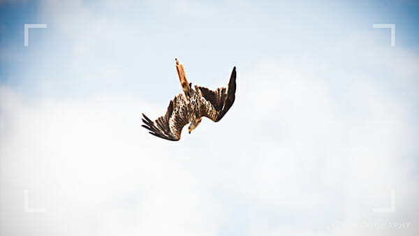 Bird Photography Tips: Essential Tricks for Stunning Shots - Birds