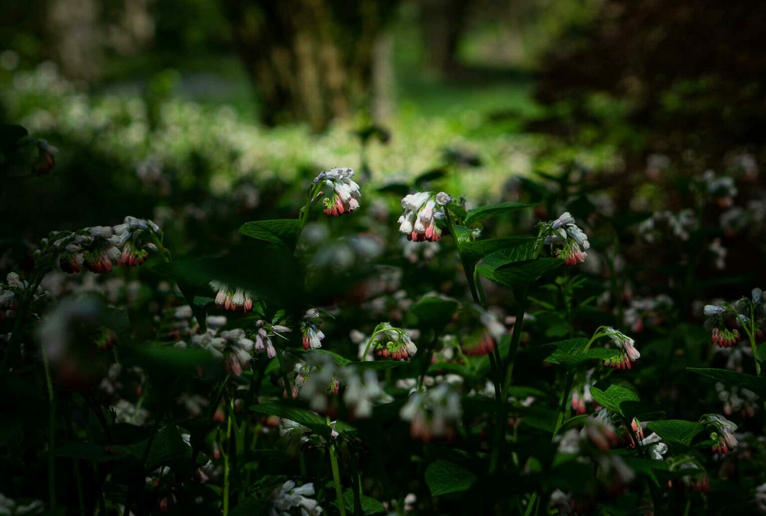 Nature Photography Tutorial: How to Take Amazing Photos of Nature