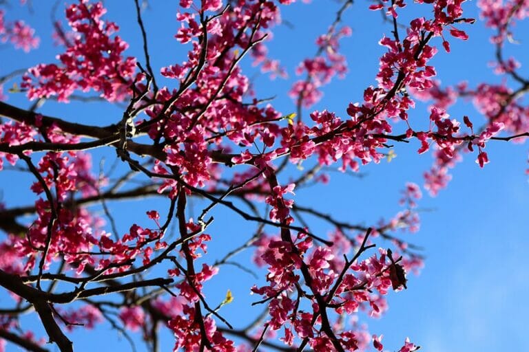 What is a Kit Lens? (Full Guide for Beginner Photographers)