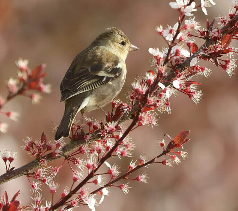 How to Photograph Songbirds: TIPS & TRICKS for Beginners