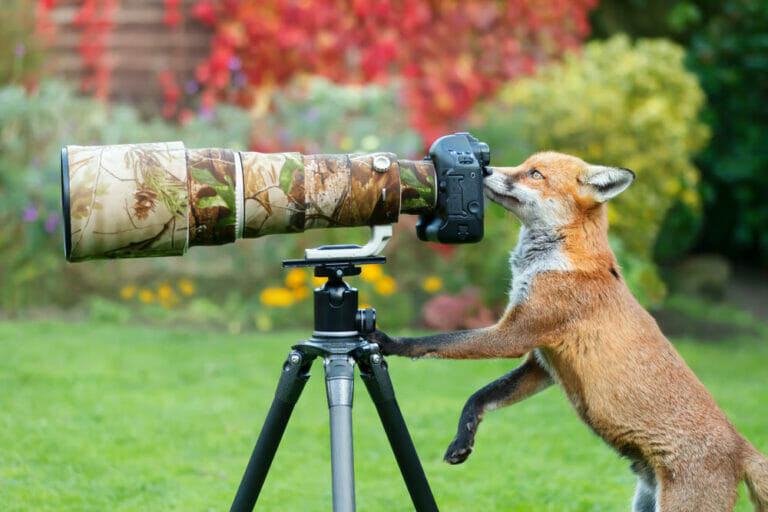 How to Photograph Foxes