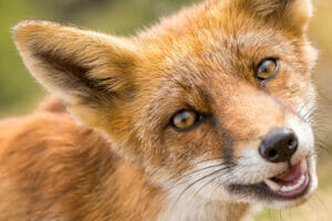 How to Photograph Foxes
