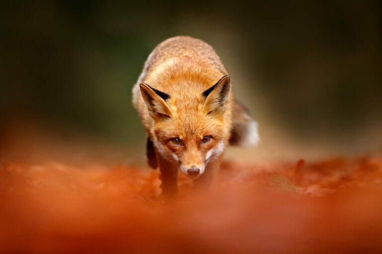 How to Photograph Foxes